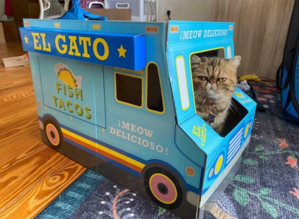 el gato